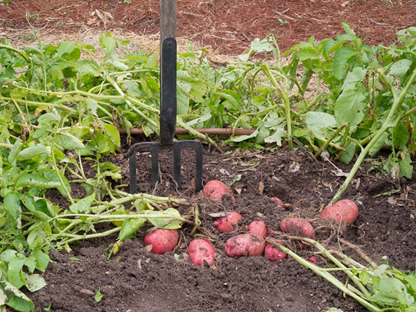 Planting Potatoes In Ohio The Great Potato Crate Experiment